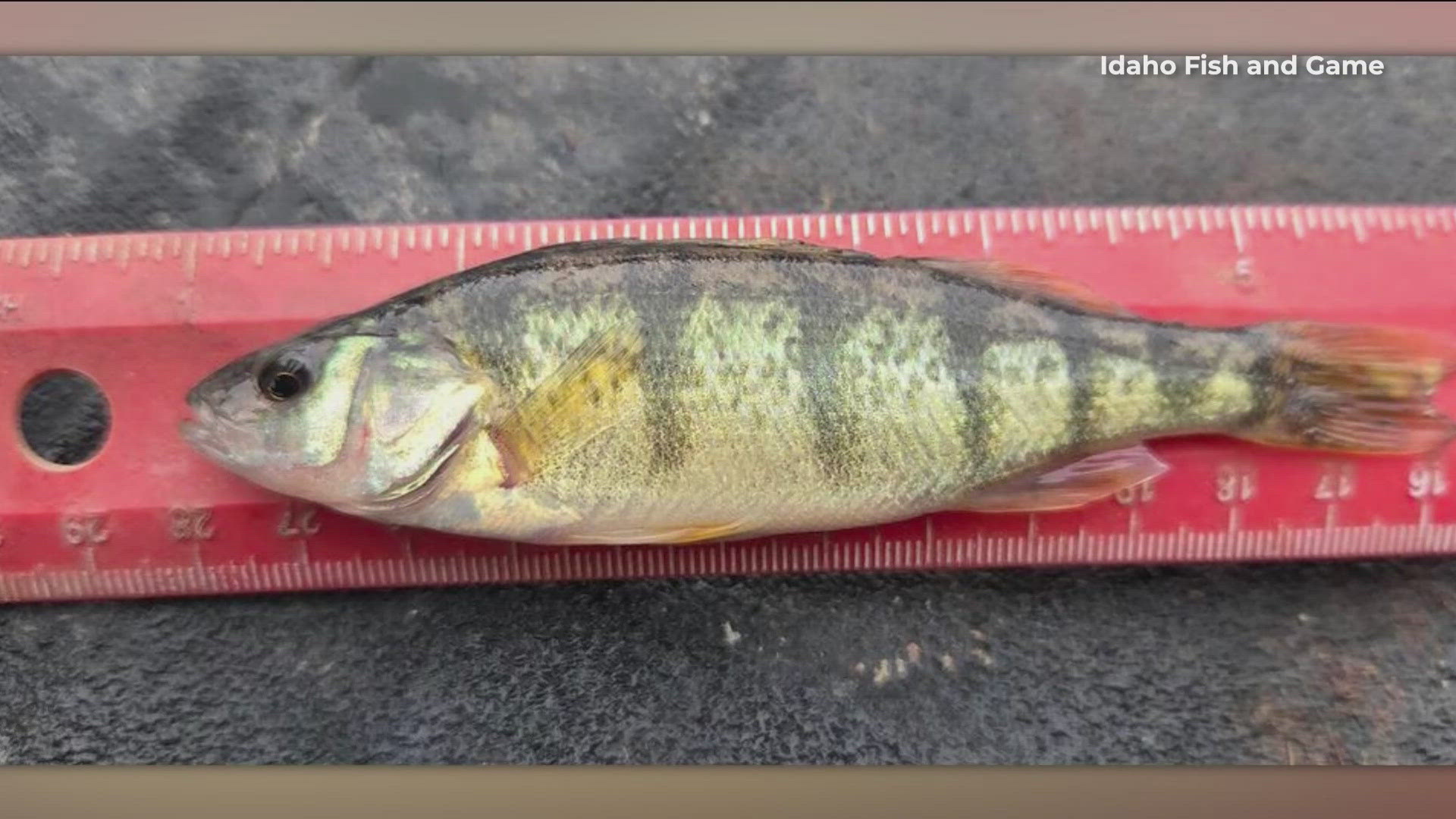 Idaho Fish and Game speaks on illegally stocked yellow perch caught in ...