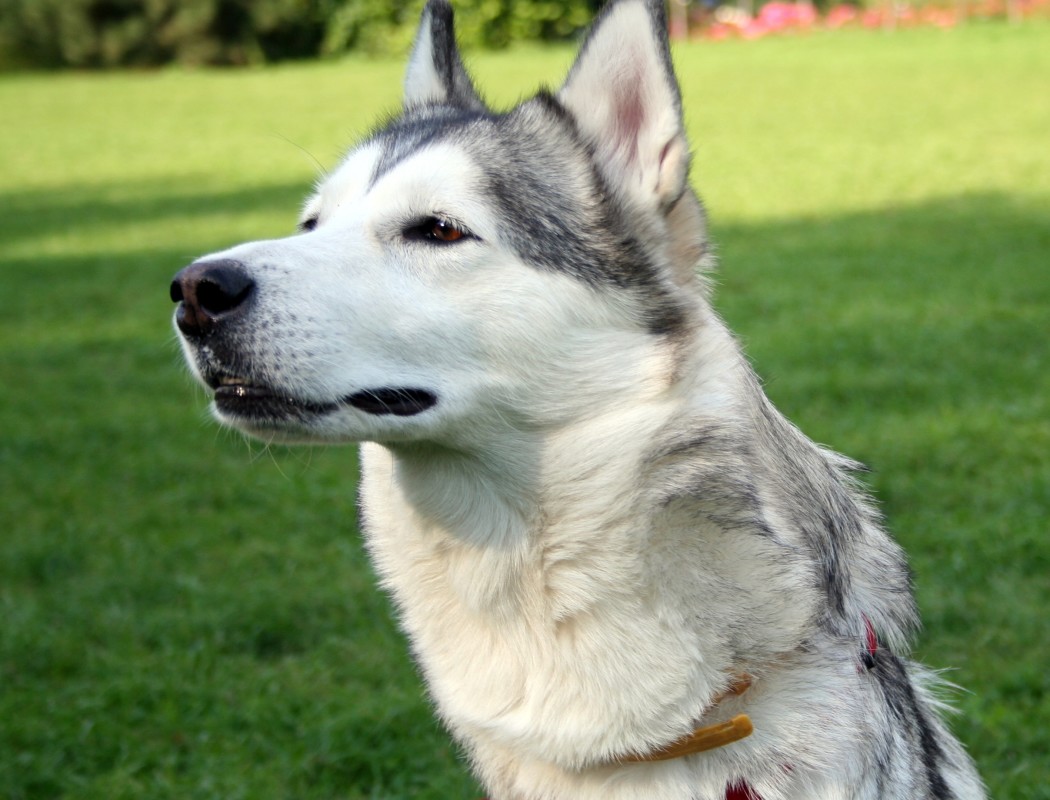 Squirrel with french fry triggers something deep in unsuspecting dog