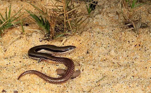 A lizard with no arms just back limbs discovered in Australia