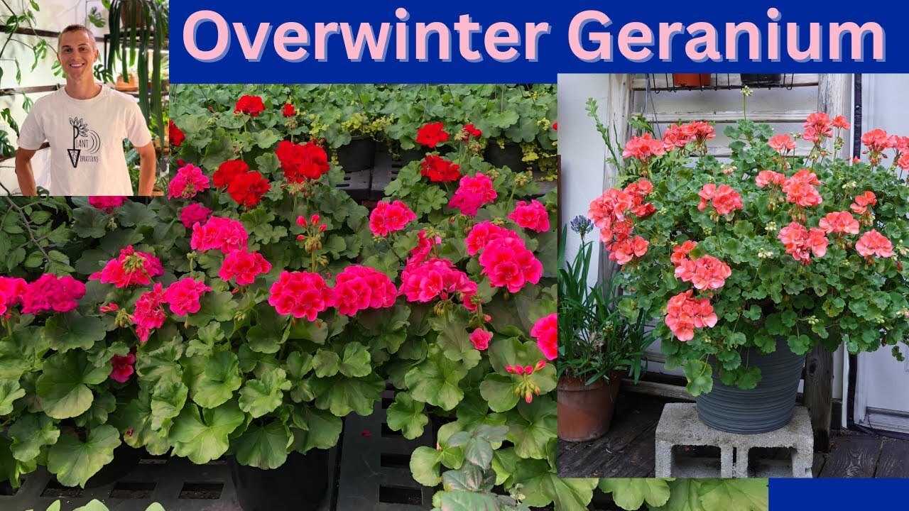 Overwintering geranium: How to store your geranium through the winter