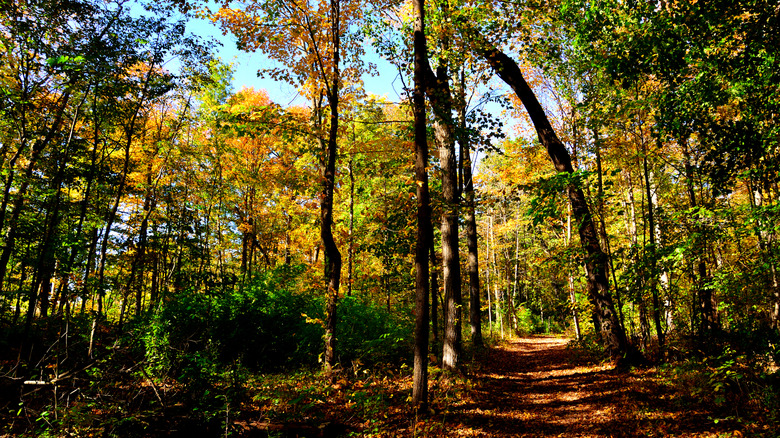 Wisconsin's scenic hardwood forest has sledding, a beer garden, and ...