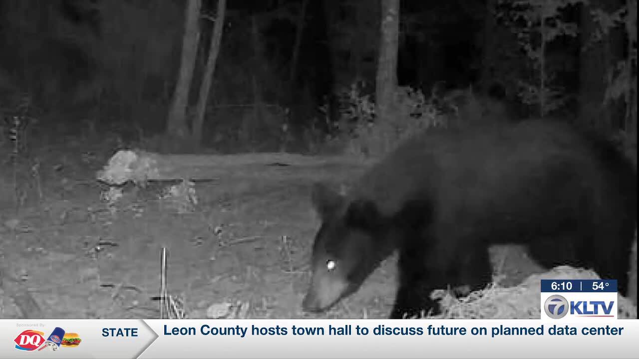 Black bear sighting in East Texas: A historic wildlife moment