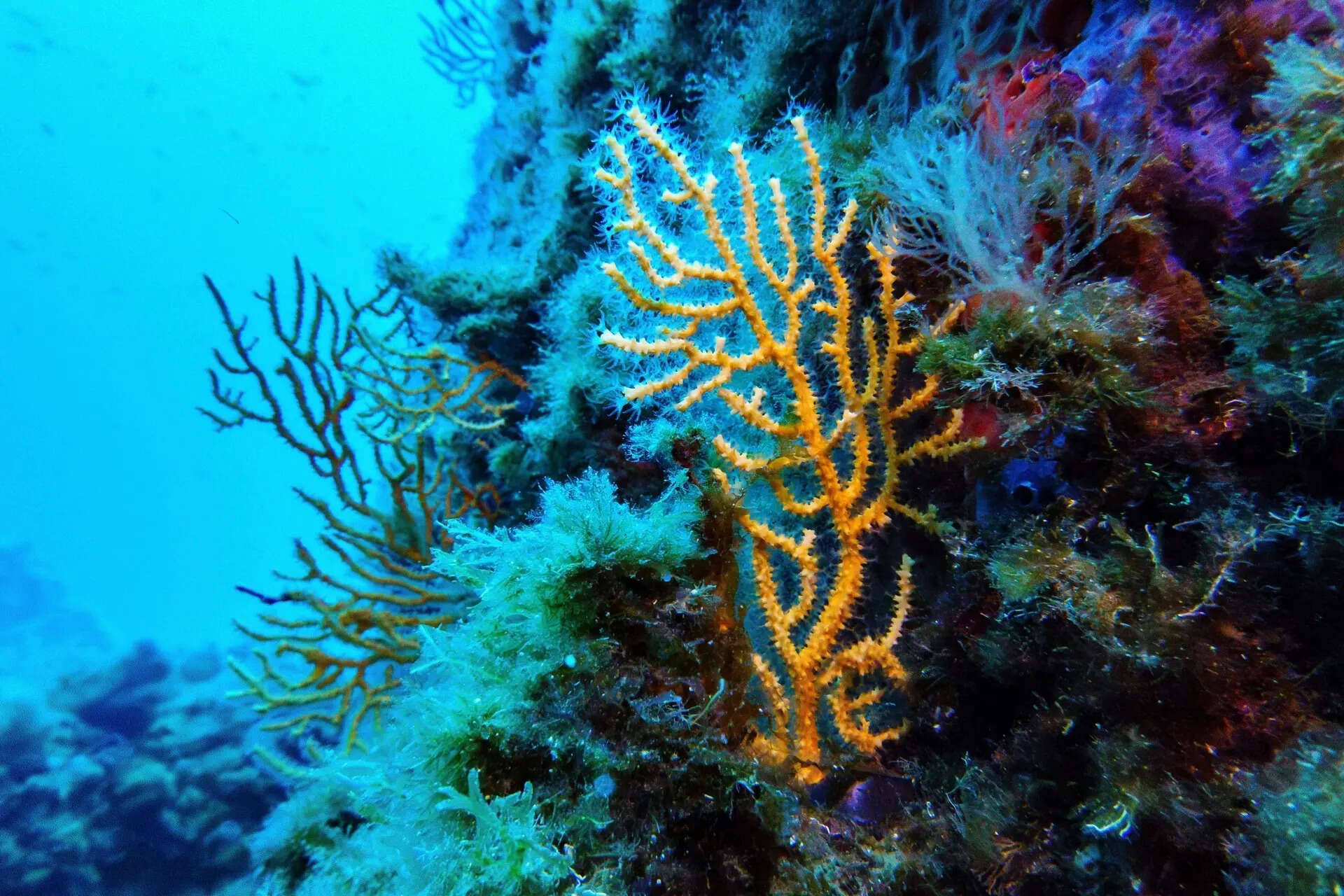 UN biodiversity treaty enters into force, aims to protect 30% of oceans ...