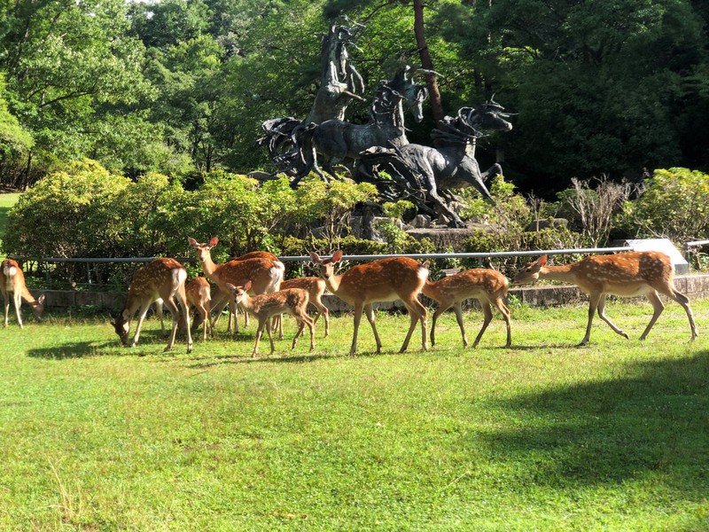 Unprecedented plan to relocate wild deer in Kyoto to Nagoya Castle begins