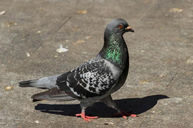 Cumbrian bird sanctuary supports woman arrested in London for 'feeding ...