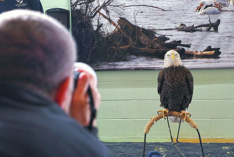 Ready to soar: Series of eagle-centered events planned around Illinois