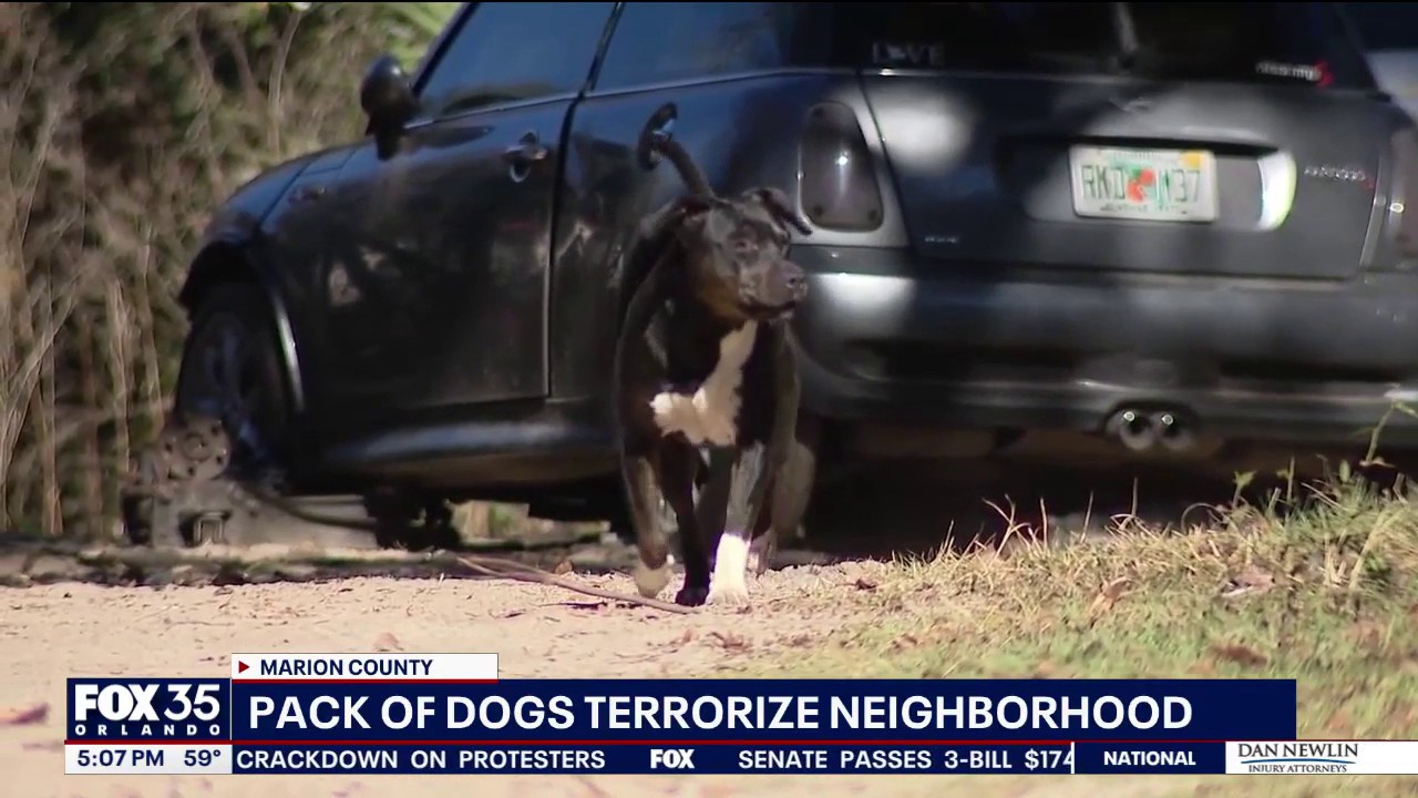 Residents fear dogs after repeated attacks in Marion County