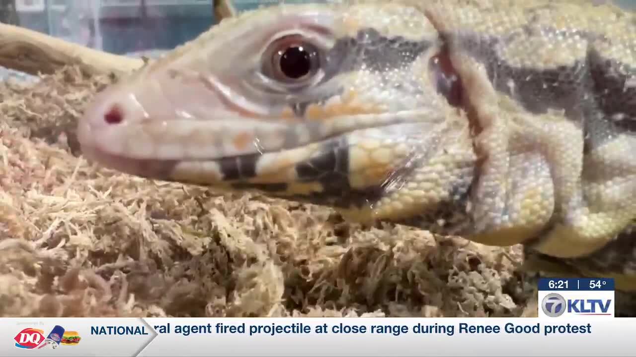 HERPS exotic reptile and pet show slithers into Longview this weekend