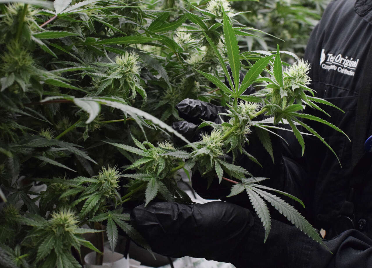 Austin suburb now home to Texas' largest medical cannabis facility