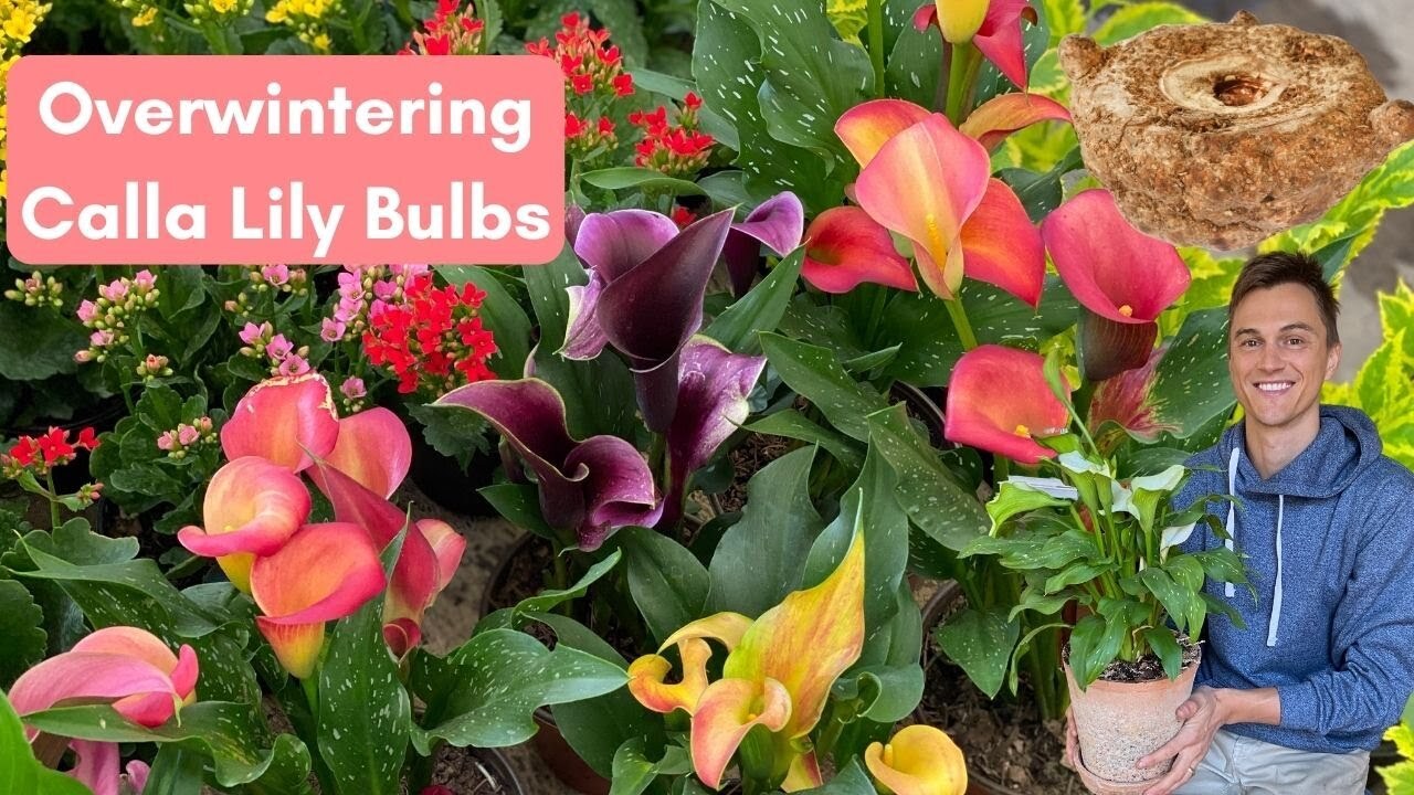 Overwinter calla lily bulbs - complete instructions on how to save ...