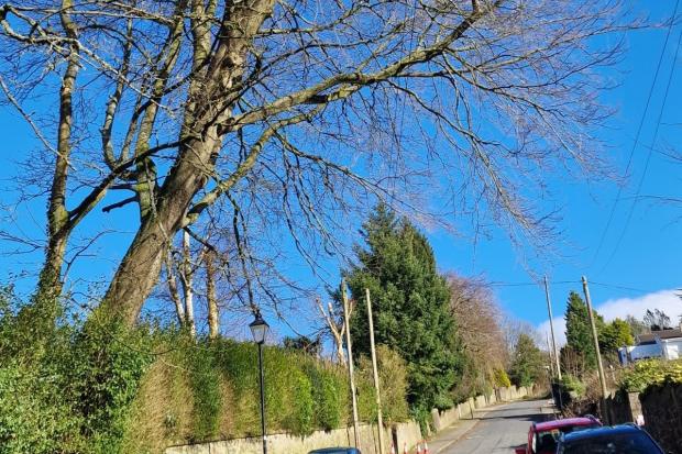 Blackburn man fears 'danger tree' could fall on his house without ...