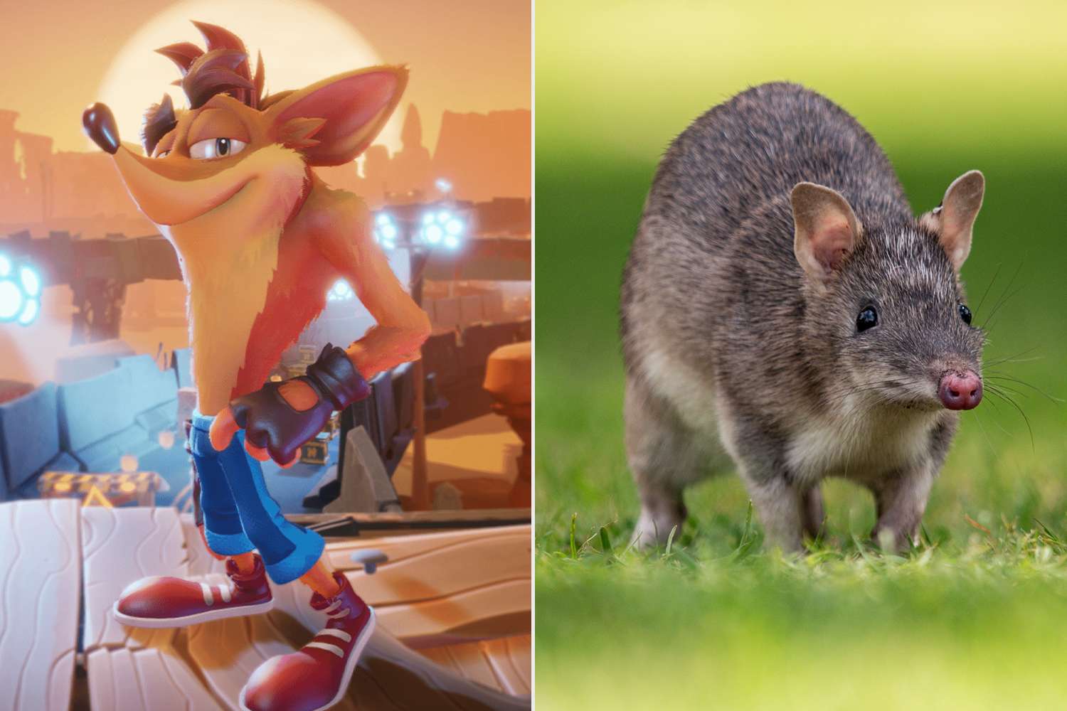 It's not just a video game character, meet the 'snout-poking' bandicoot
