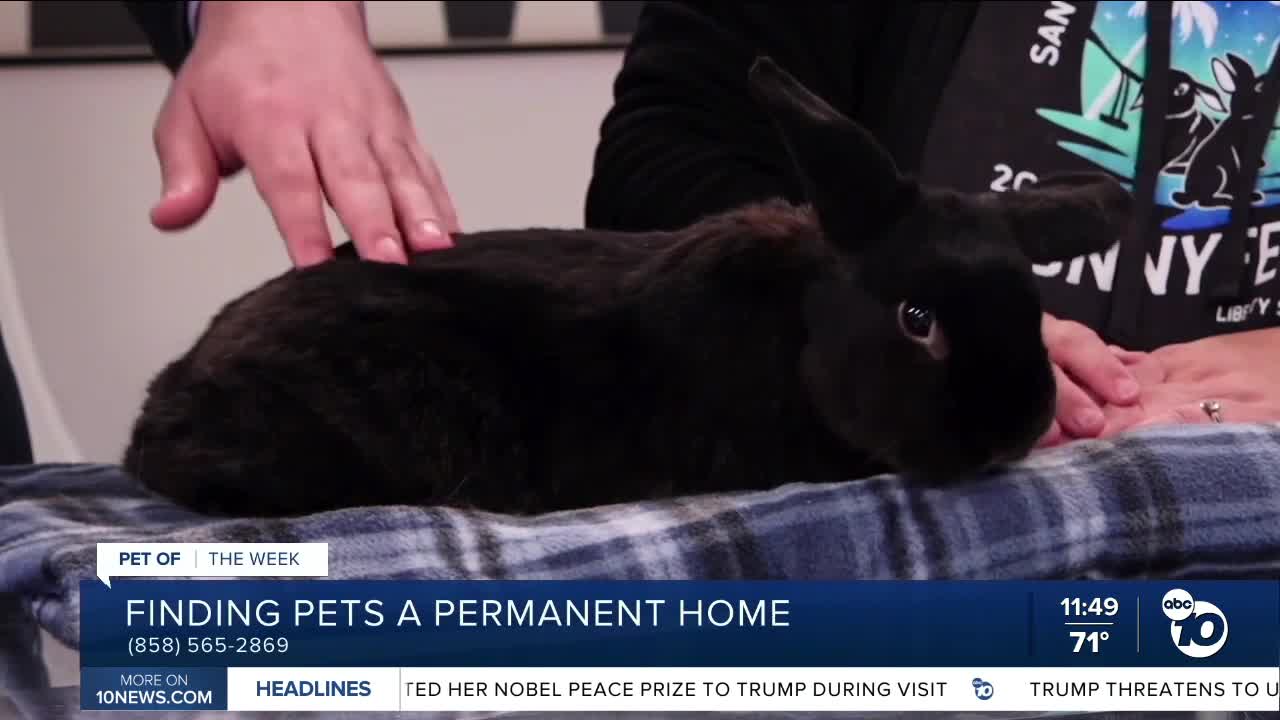 10News pet of the week: Camilla