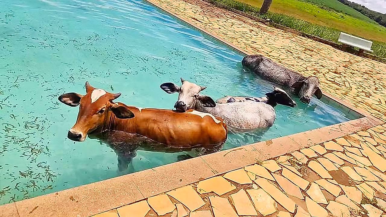Four cows take unexpected swim before pool rescue