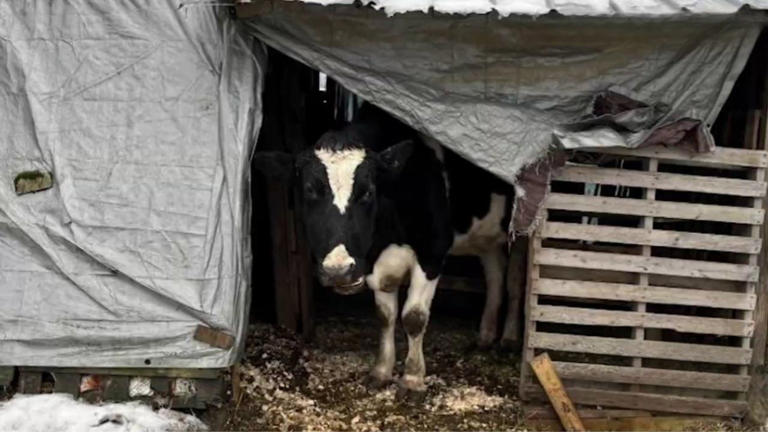 Animal sanctuary 'Cloa’s Ark' owner lawyers up after 300 animals seized ...