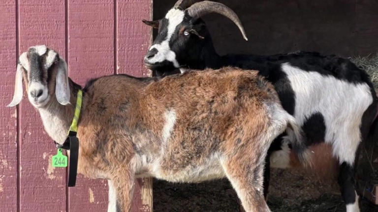 Animal sanctuary 'Cloa’s Ark' owner lawyers up after 300 animals seized ...