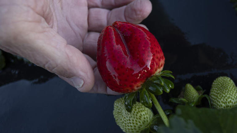 Tampa Bay bundles up for cold weather. But just how chilly was Friday ...