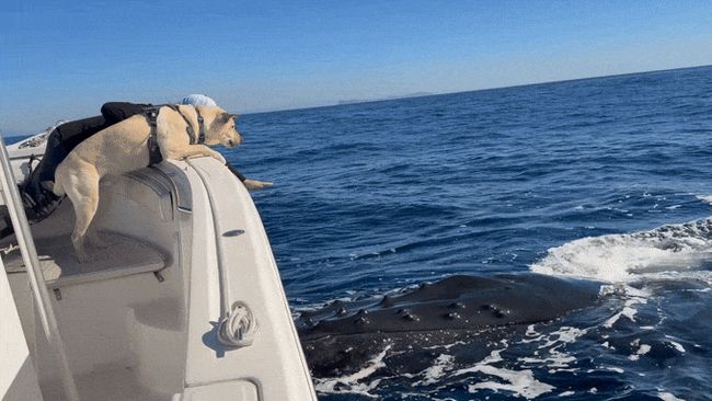 Humpback whales play with spunky pup aboard whale watching boat