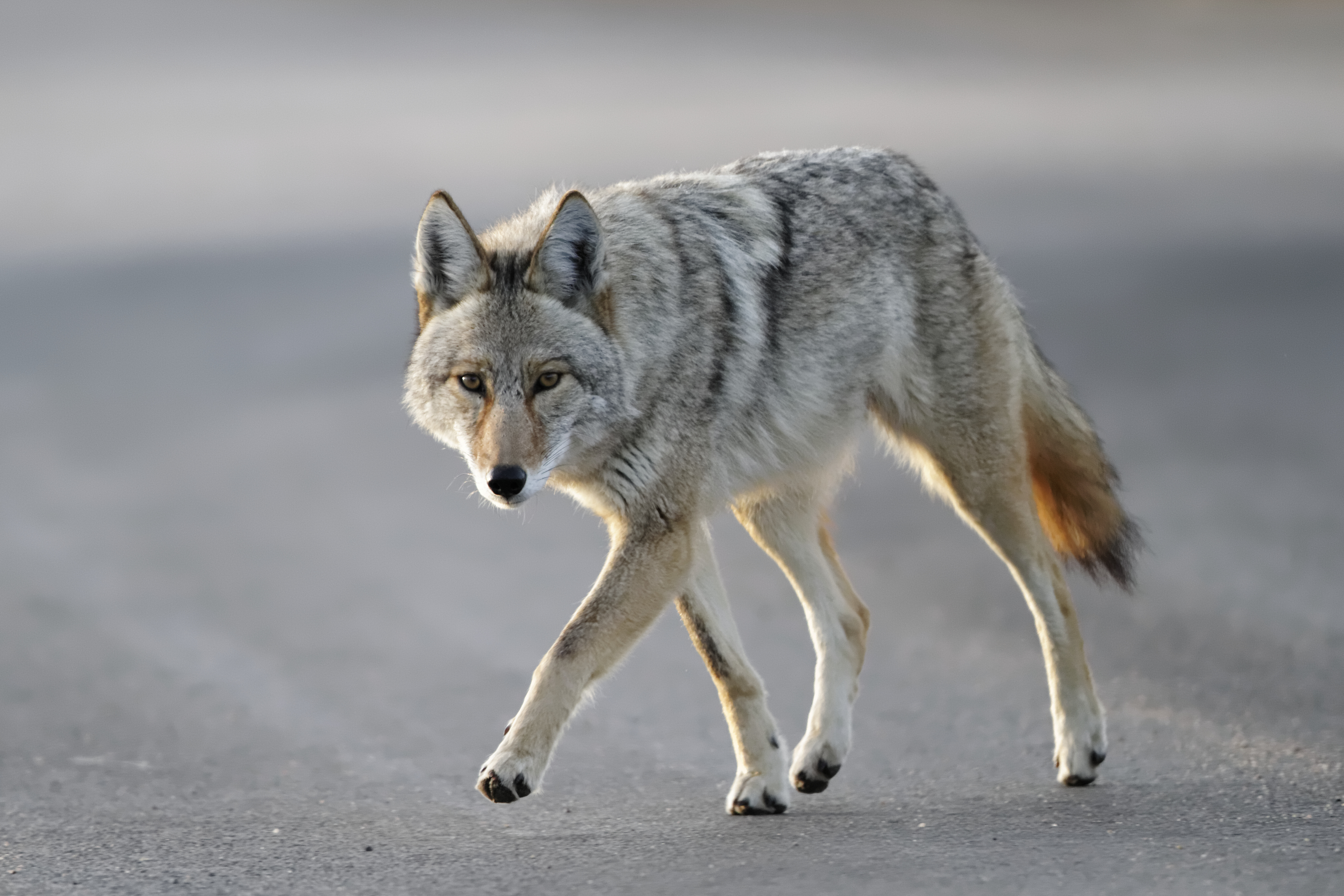 Coyote mating season begins, prompts safety warnings from Connecticut ...