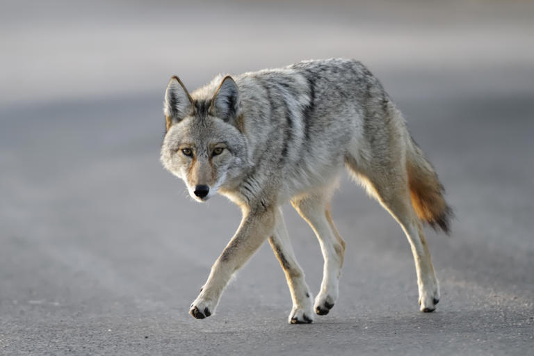Coyote mating season begins, prompts safety warnings from Connecticut ...