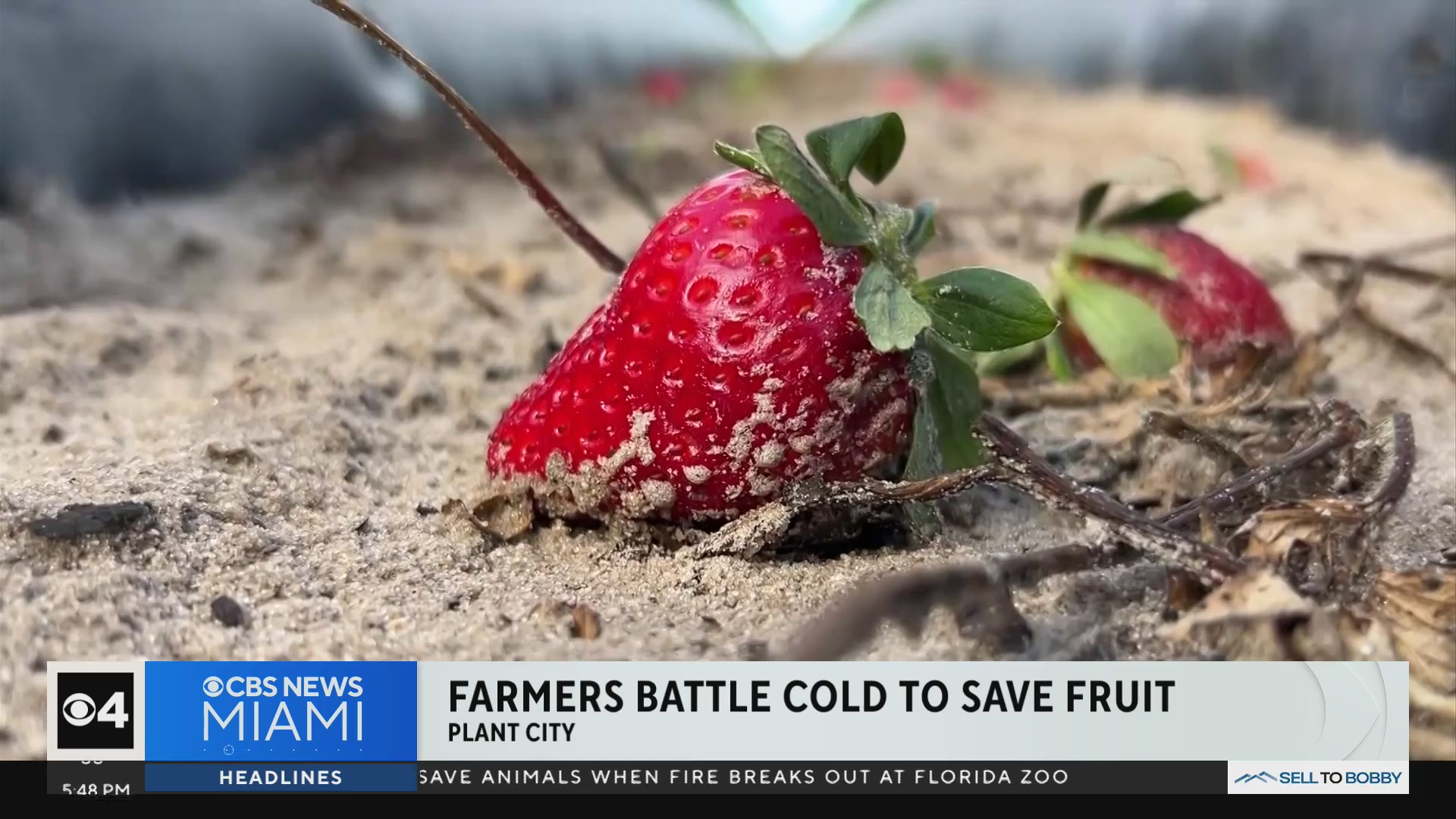 Florida farmers battling cold snap by freezing plants