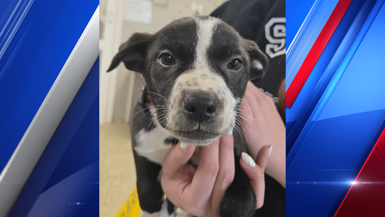 Second Chance Animal Services starts fundraiser to replace failed ...