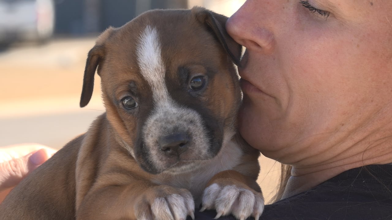 Animal Foundation waives fees for weekend adoption event in Las Vegas