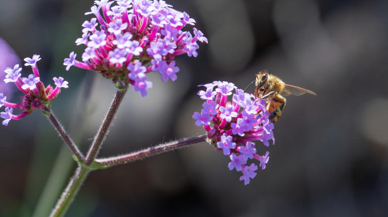 The pollinator-friendly plant you can start growing in January