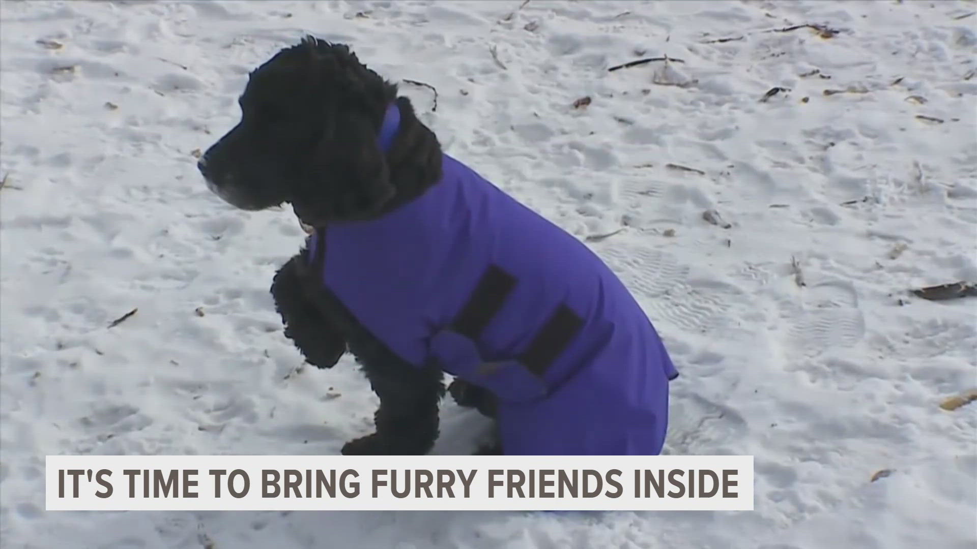 How to keep pets safe in frigid temperatures