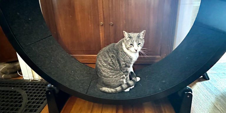 Is a cat exercise wheel worth buying?