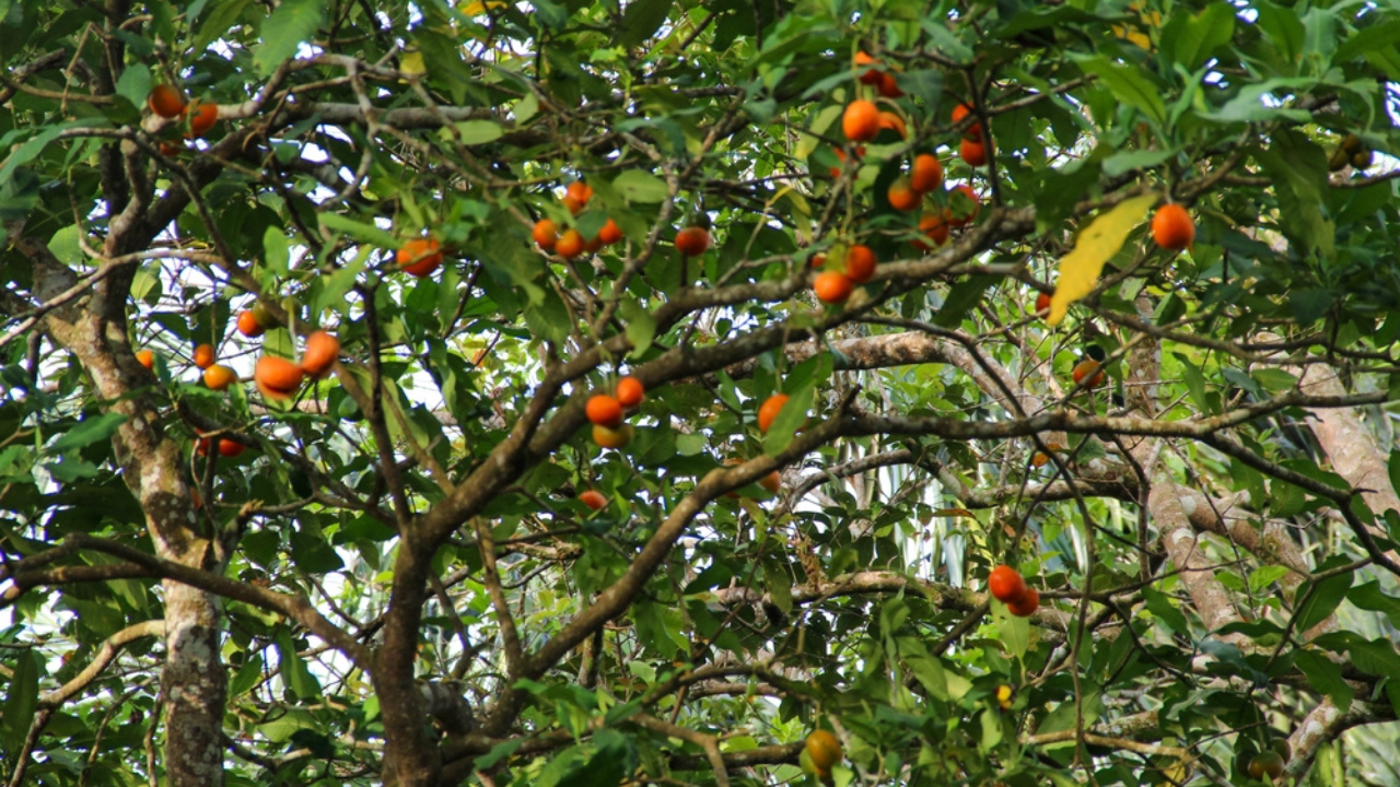 Fruta com sabor de chiclete? Descubra qual é e como plantar em seu quintal