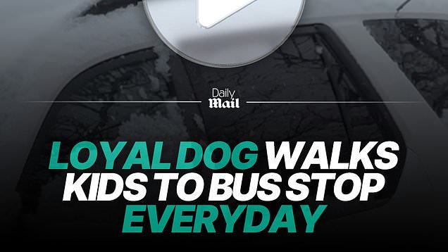 Protective dog walks children to the bus stop every day