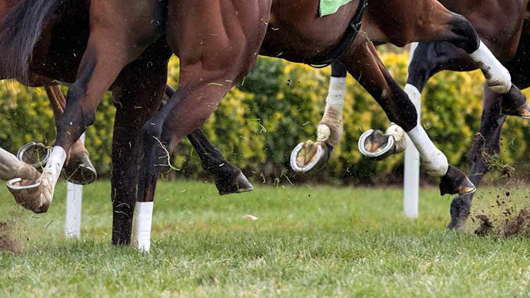 DRF's horse racing playbook for Saturday, January 17, 2026