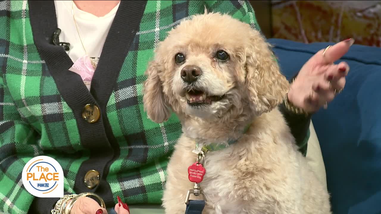 Let's find Rex a home!