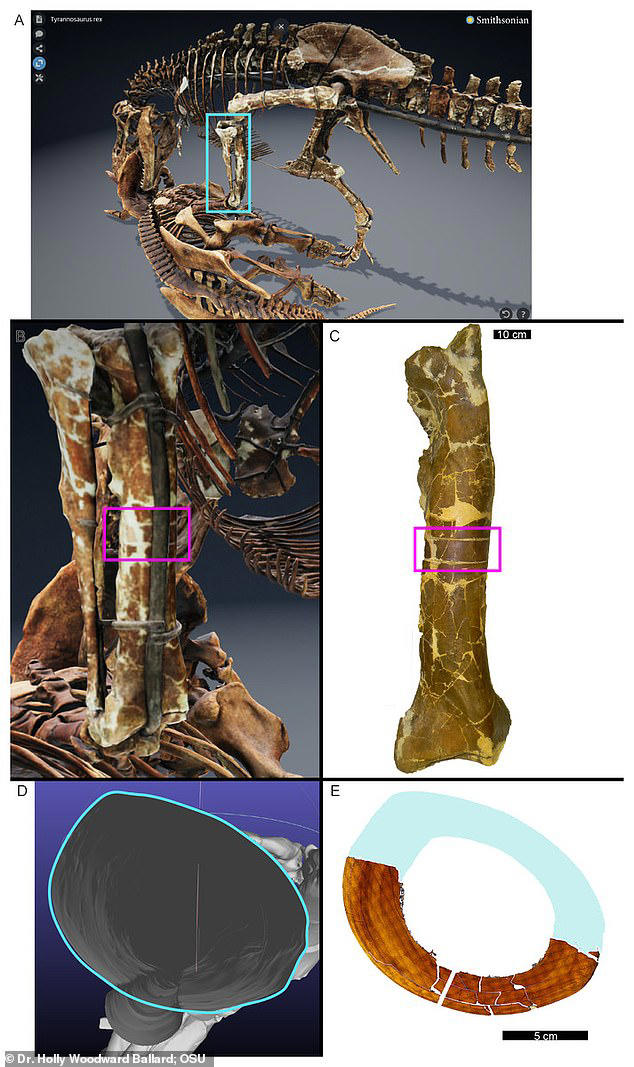 T rex fossil discovery rewrites dinosaur history and reveals how long ...