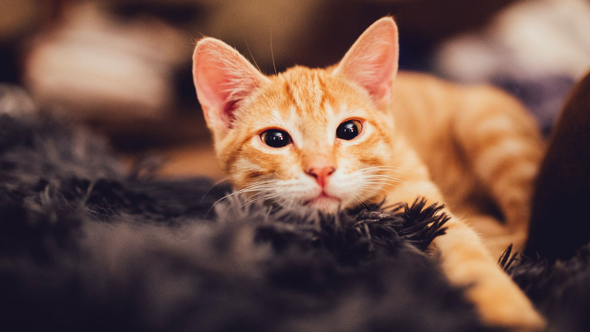10 animals we no longer domesticate & 10 we still do