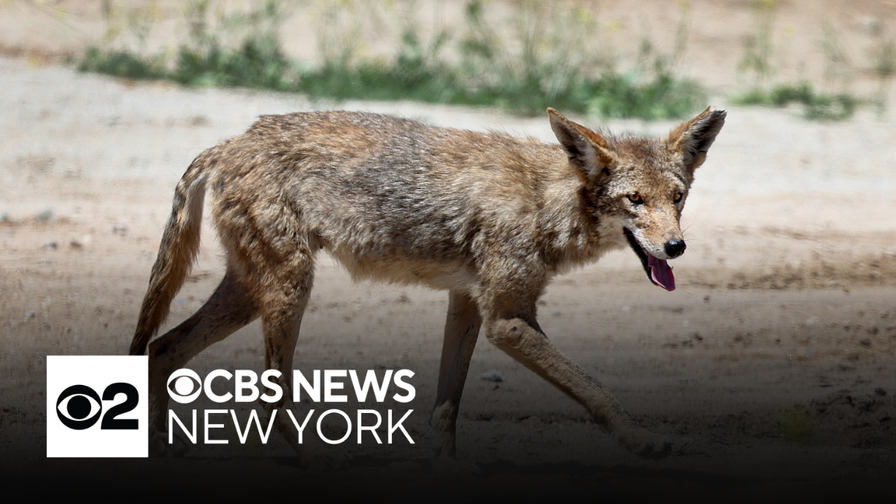 Dog missing after a potential coyote attack in New Jersey