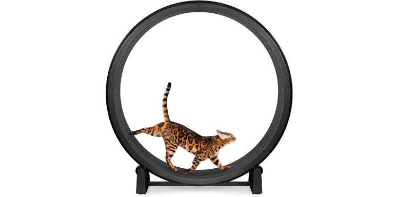 Is a cat exercise wheel worth buying?
