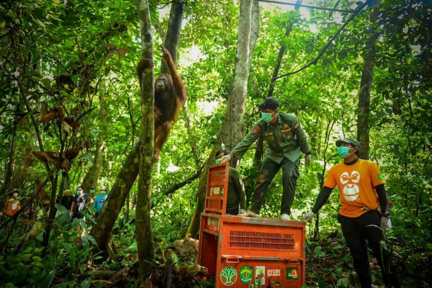 L’orangotango Charlotte riassapora la libertà dopo 4 anni di ...