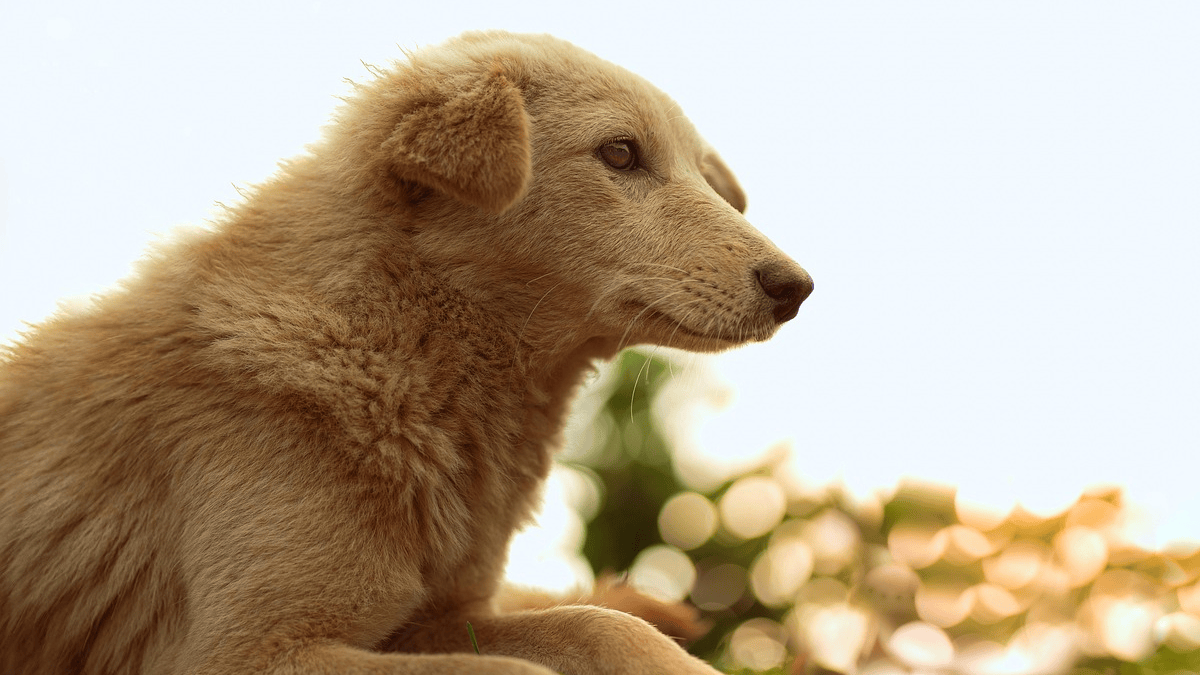 7 awkward facts about dogs you should know