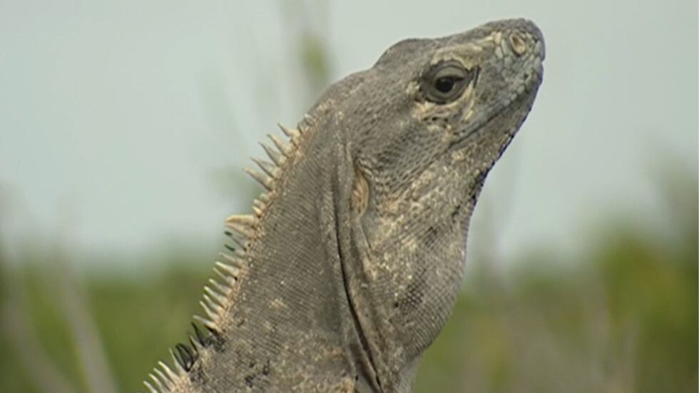 A blast of cold air reaches a usual warm escape for Middle Tennesseans