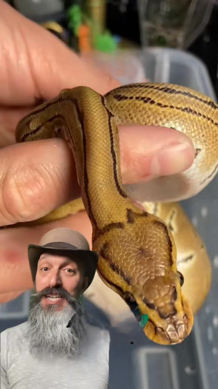 Shipping snakes