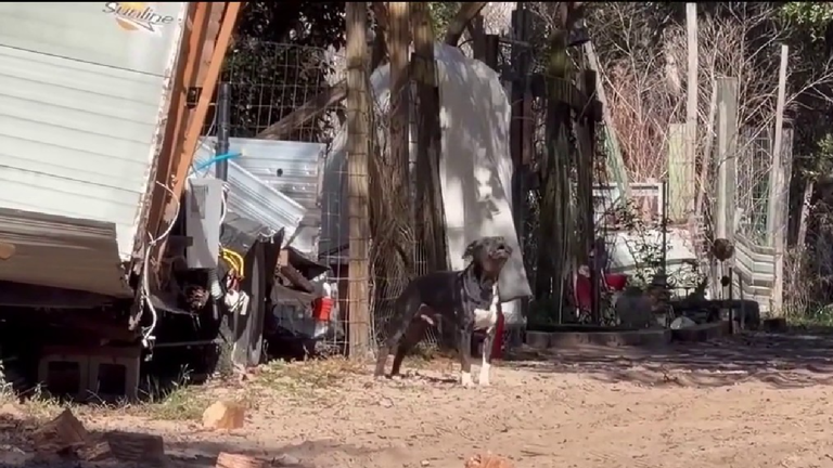 Neighborhood on edge after serial dog attacks reported in Marion County ...