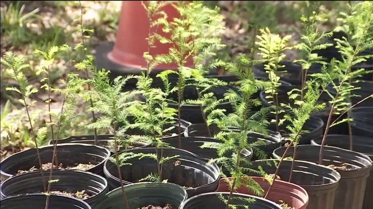 Florida celebrates Arbor Day