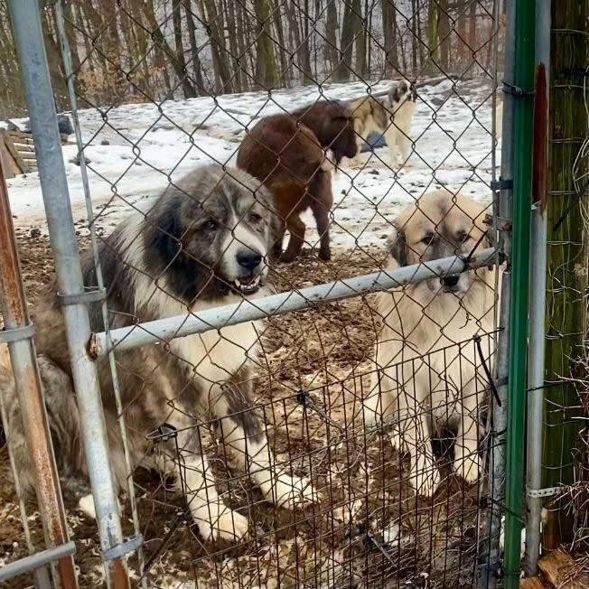 Photos: ANNA Shelter rescues dozen animals from 'filthy' home