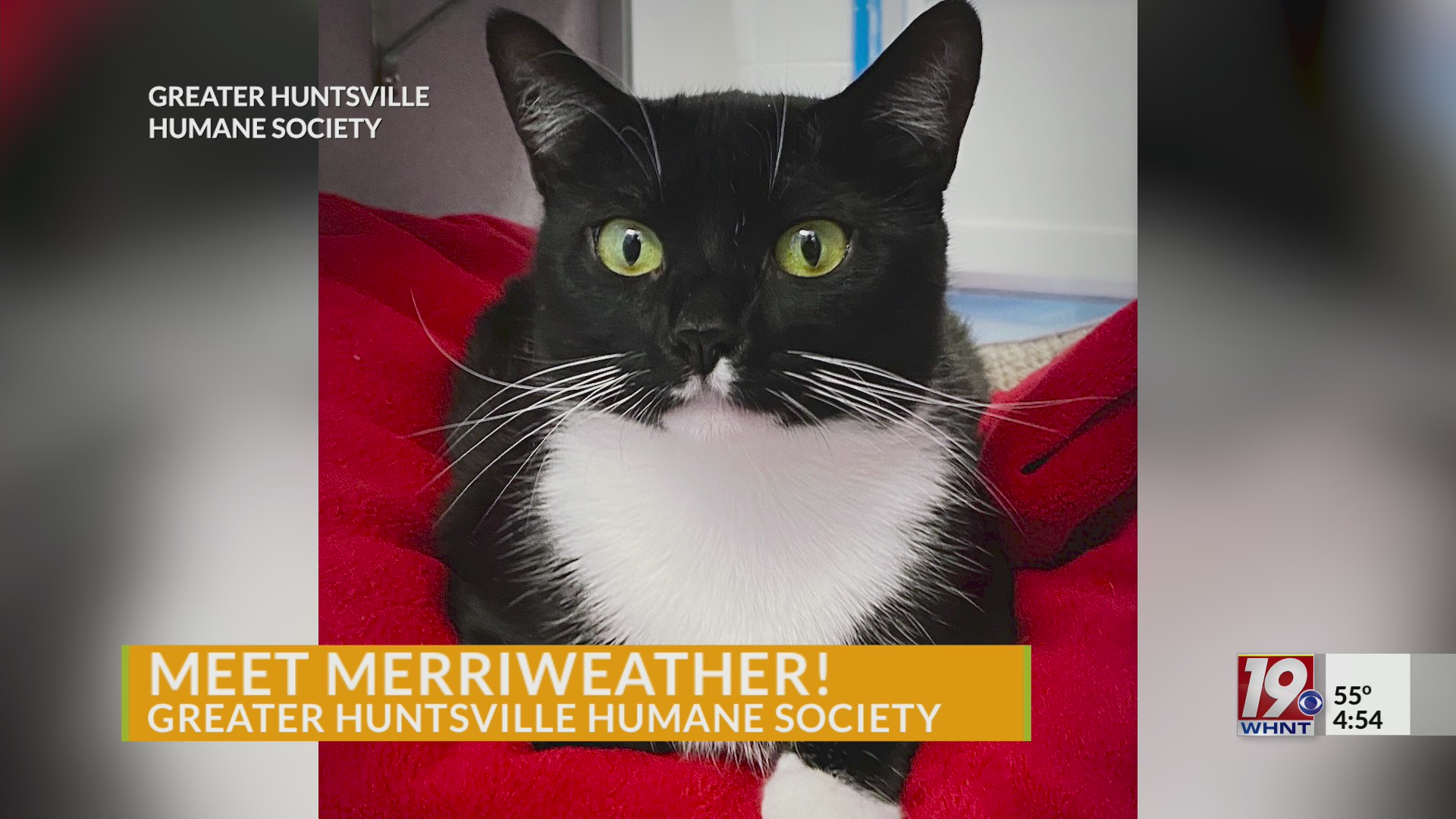 Meet Merriweather! News 19's adoptable pet of the week | Jan. 16, 2026 ...
