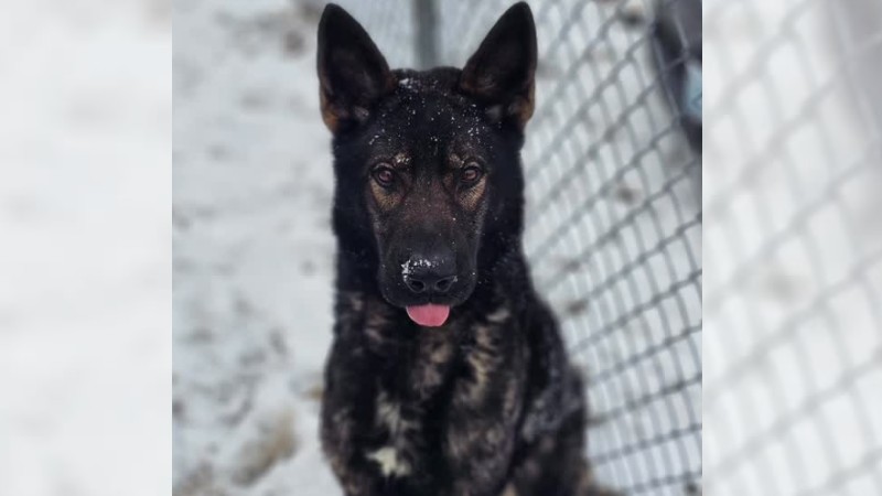 Emaciated dog found in Coventry gets adopted