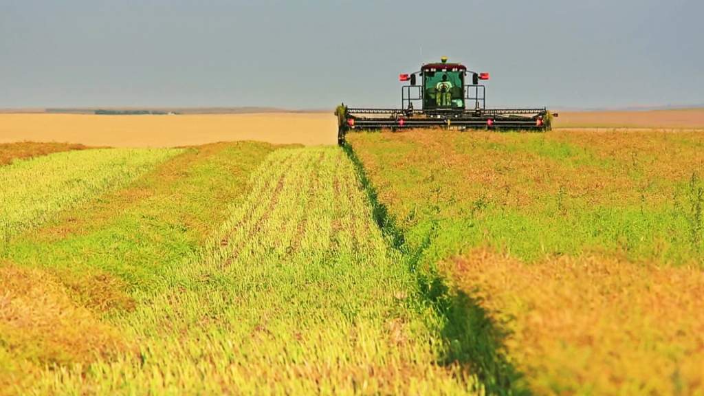 Canadian canola farmers express cautious optimism over trade agreement ...