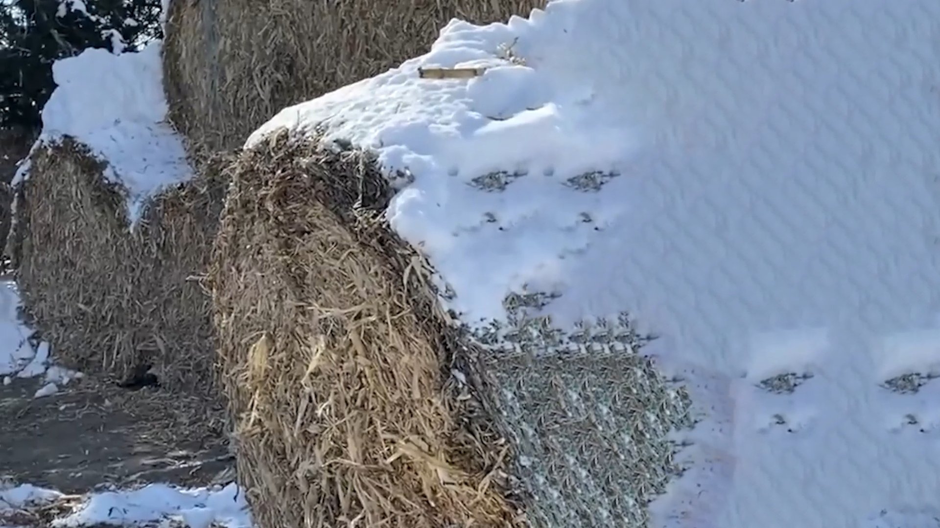 Operating a T590 Bobcat skid steer