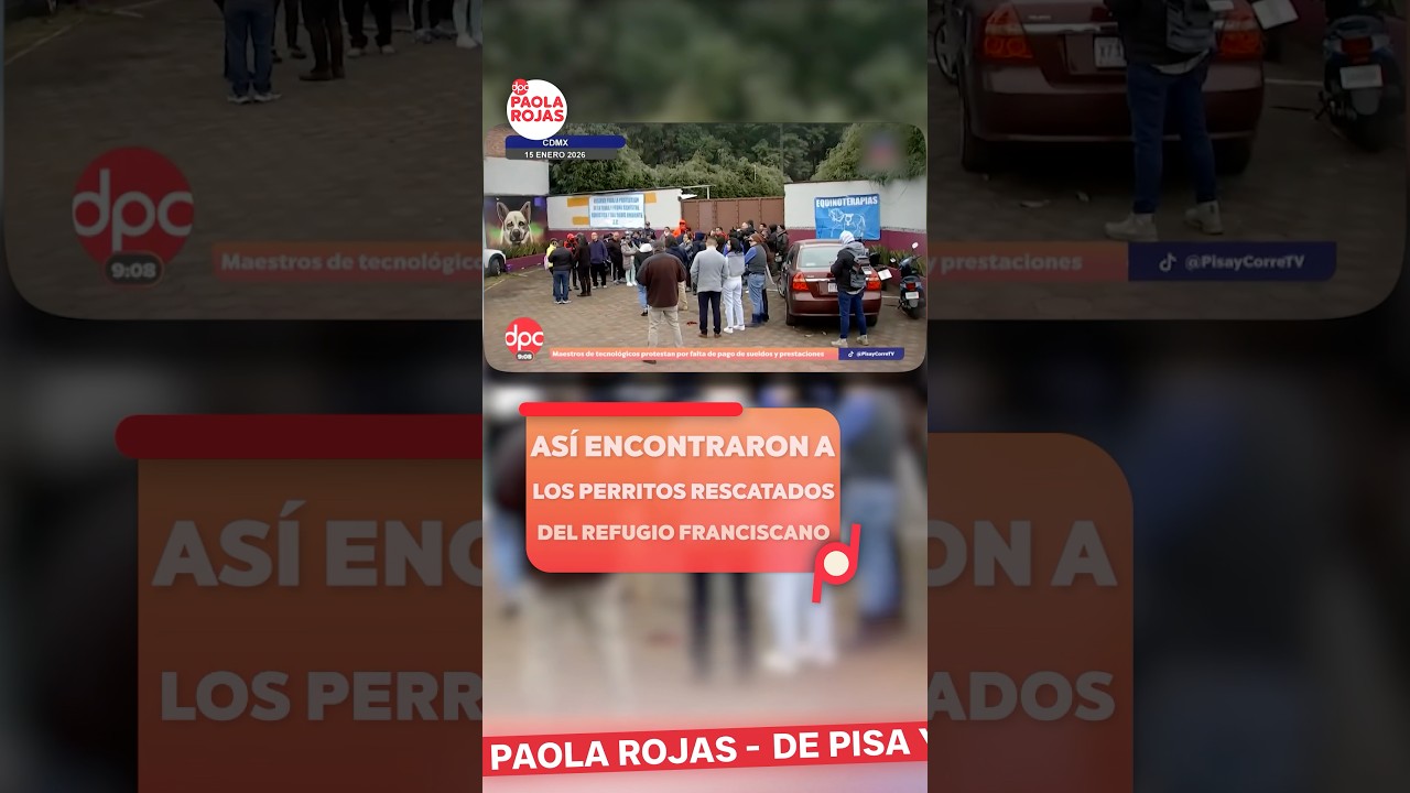 Así encontraron a los perritos rescatados del Refugio Franciscano | # ...